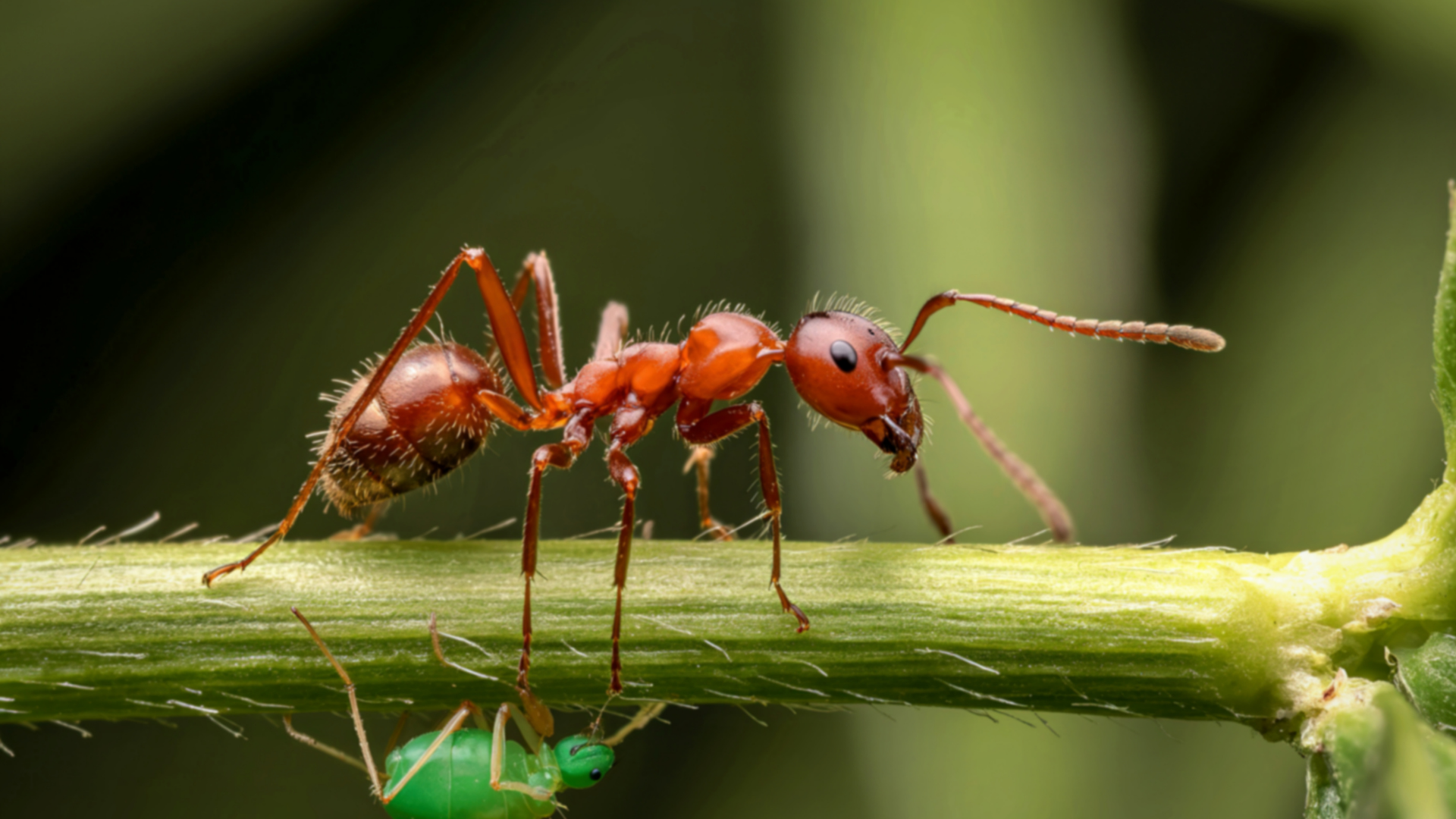 USDA SBIR Grant Advances Fire Ant Control Research